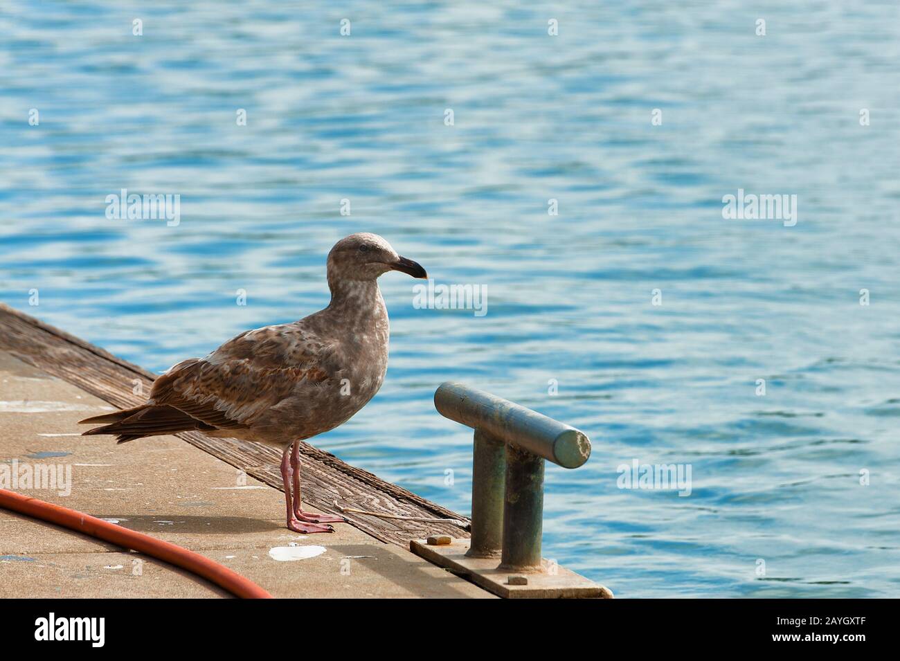 Seagull at the oregon coast hi-res stock photography and images - Alamy