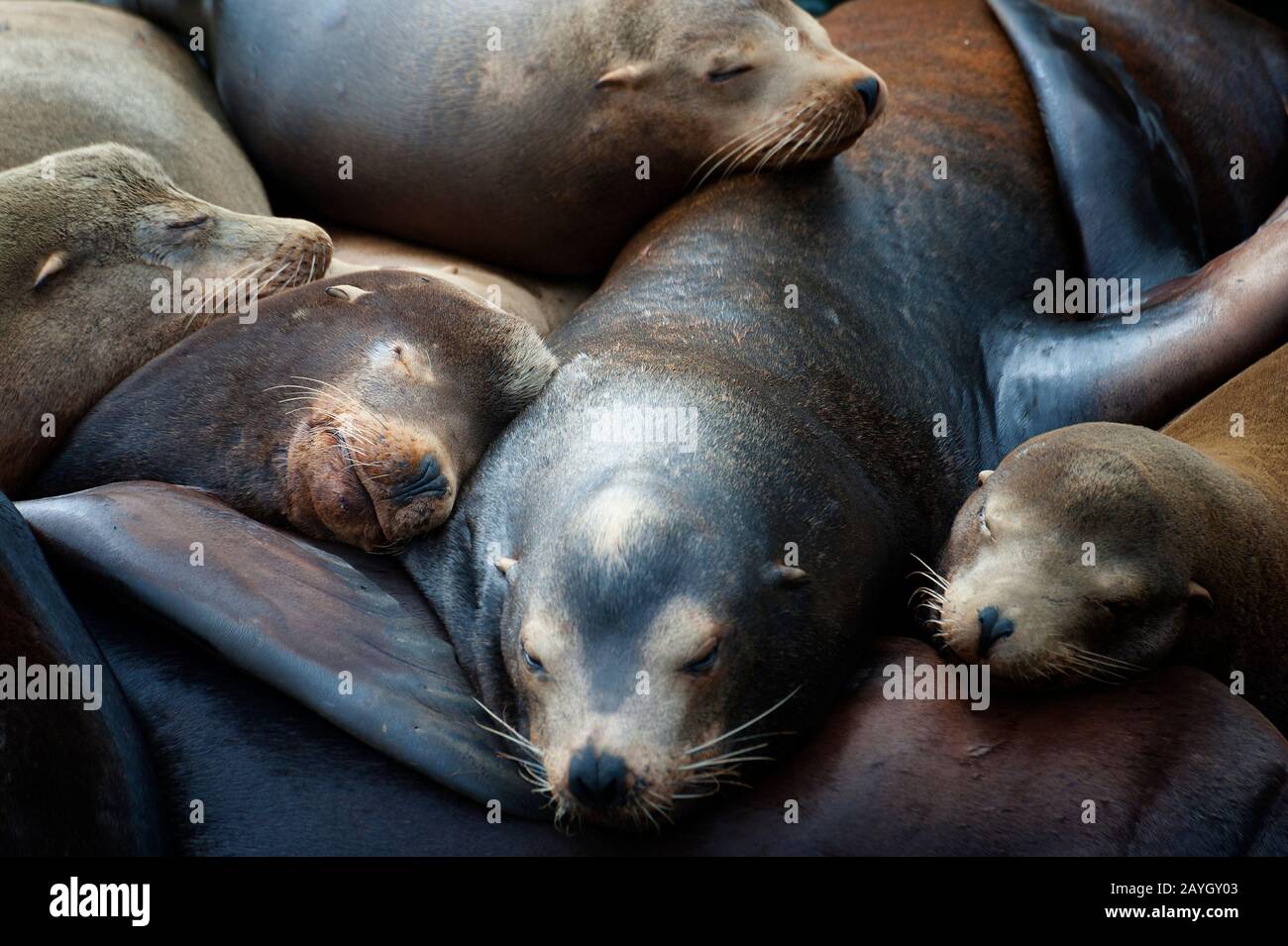 Seals big group hi-res stock photography and images - Alamy