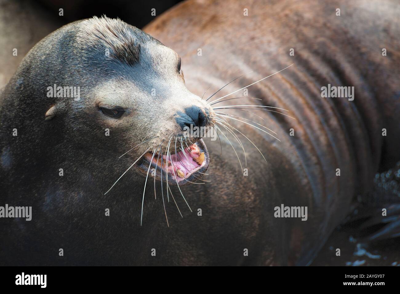 Wildlife seal teeth hi-res stock photography and images - Alamy