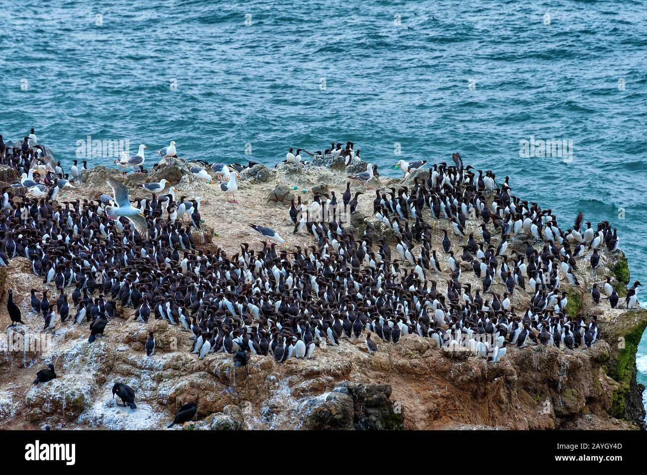 Common murre bird eggs hi-res stock photography and images - Alamy