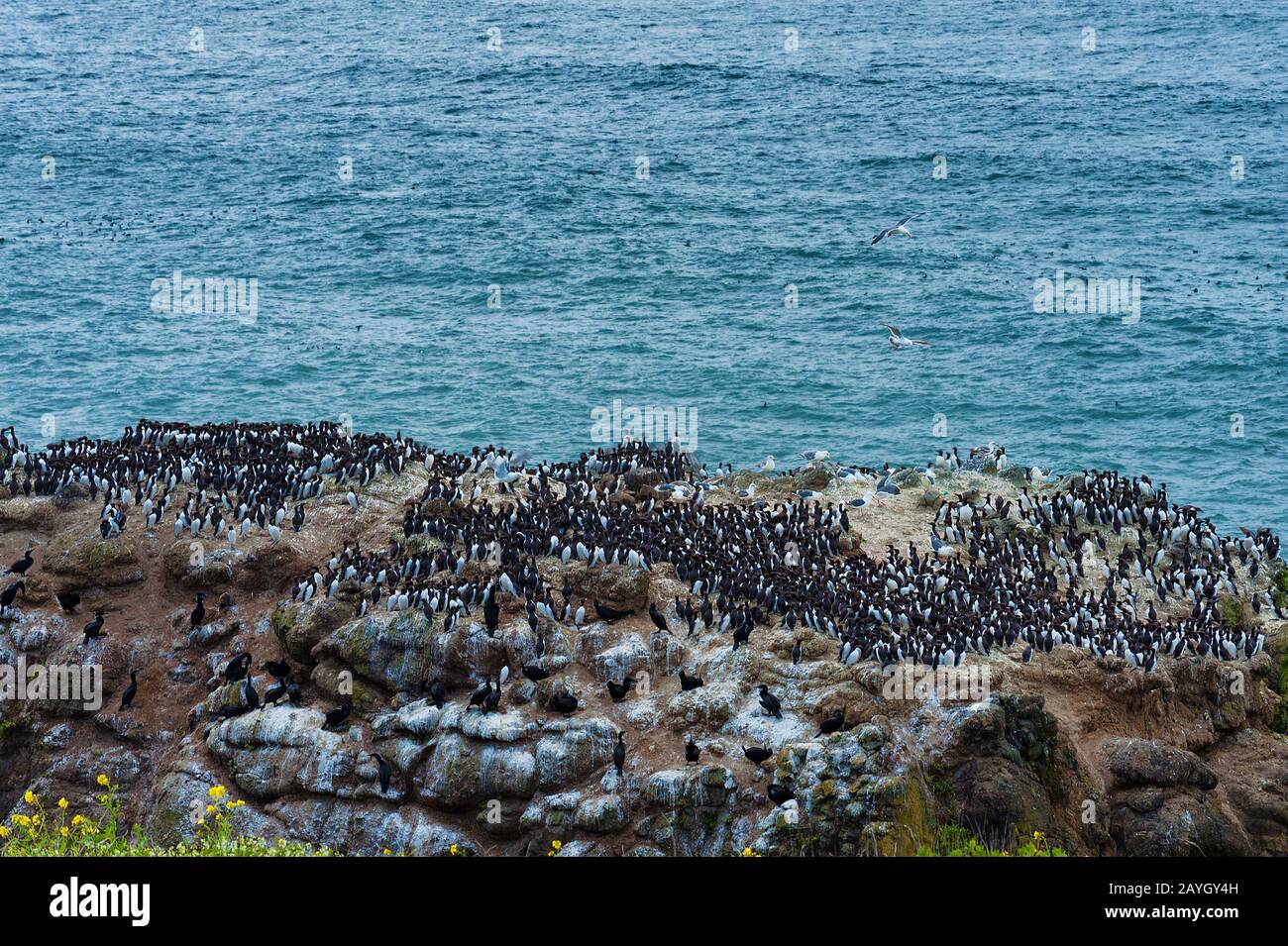 Common murre bird eggs hi-res stock photography and images - Alamy