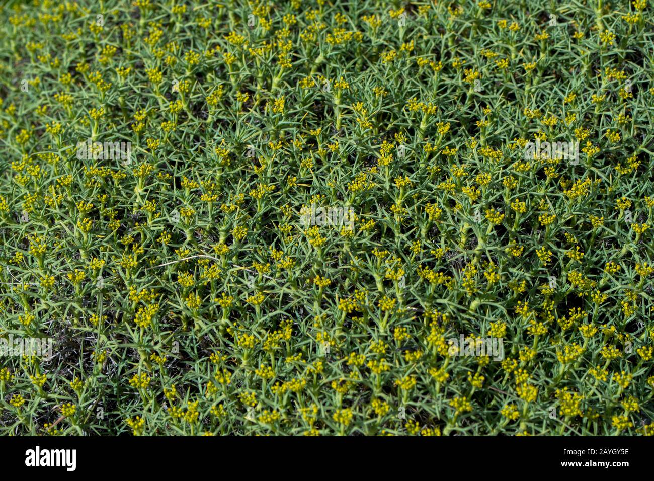 Mata Barrosa or Neneo (Mulinum spinosum) in flower in Torres del Paine ...