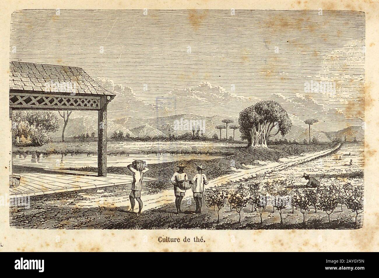 Francis garnier hi-res stock photography and images - Alamy