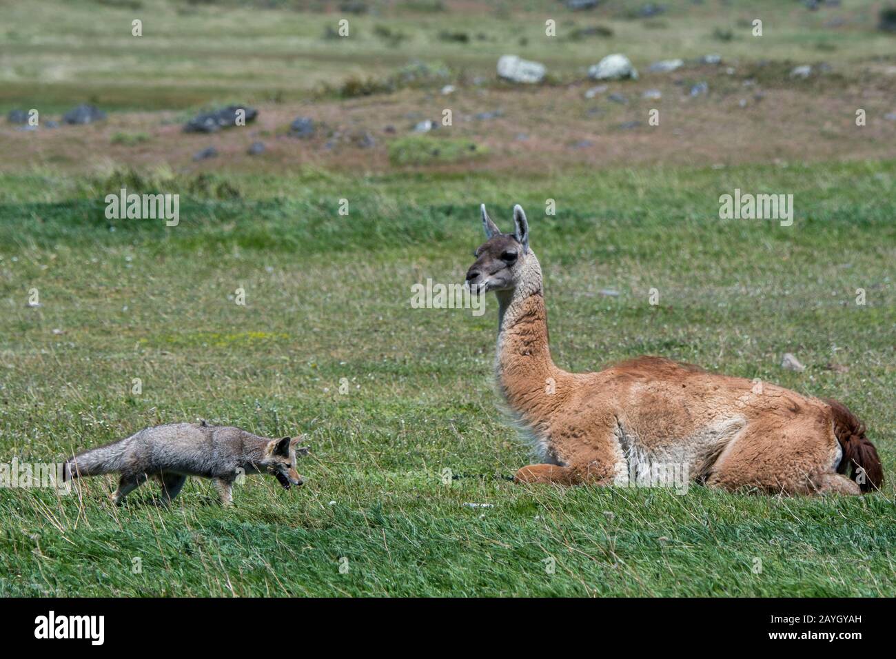 Guanac High Resolution Stock Photography and Images - Alamy
