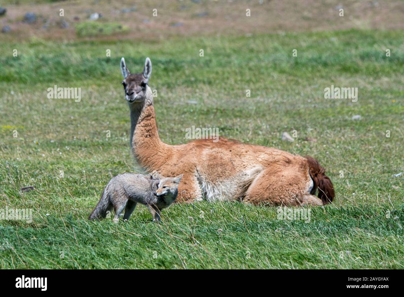 Guanacos and fox hi-res stock photography and images - Alamy