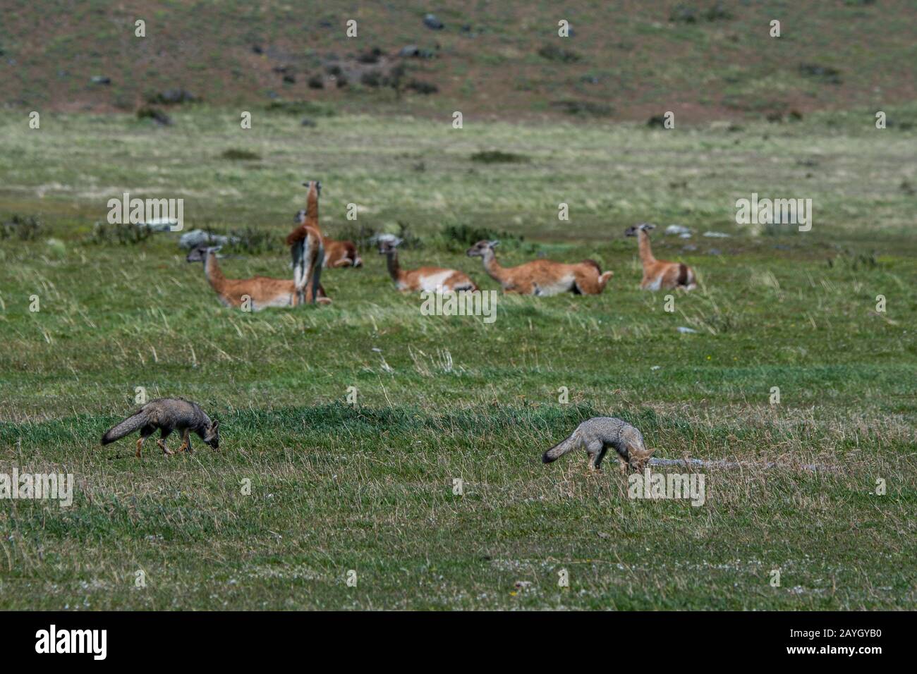 Guanacos and fox hi-res stock photography and images - Alamy