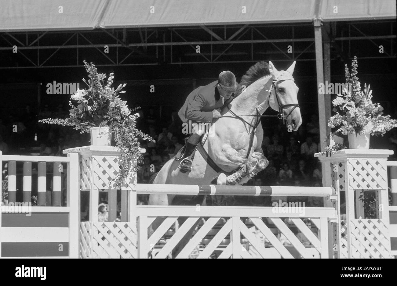 David broome horse hi-res stock photography and images - Alamy