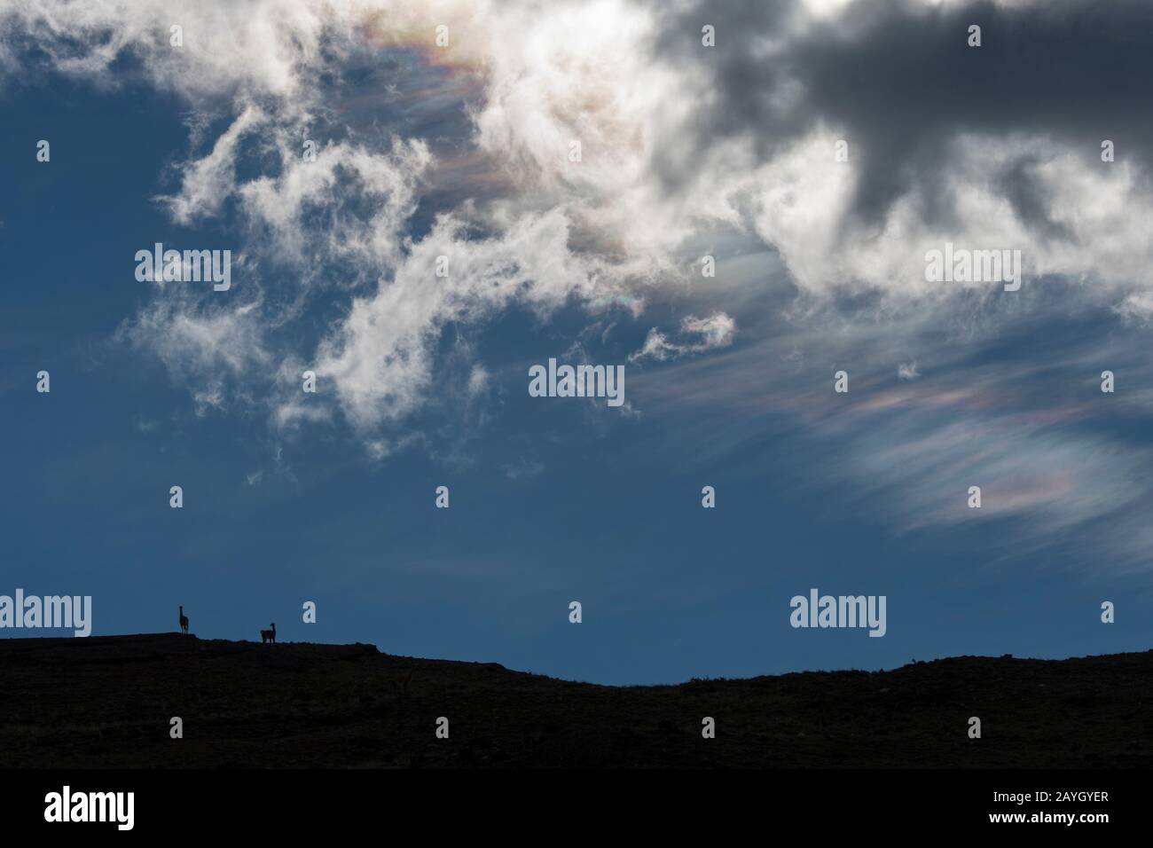 Guanaco silhouette hi-res stock photography and images - Alamy