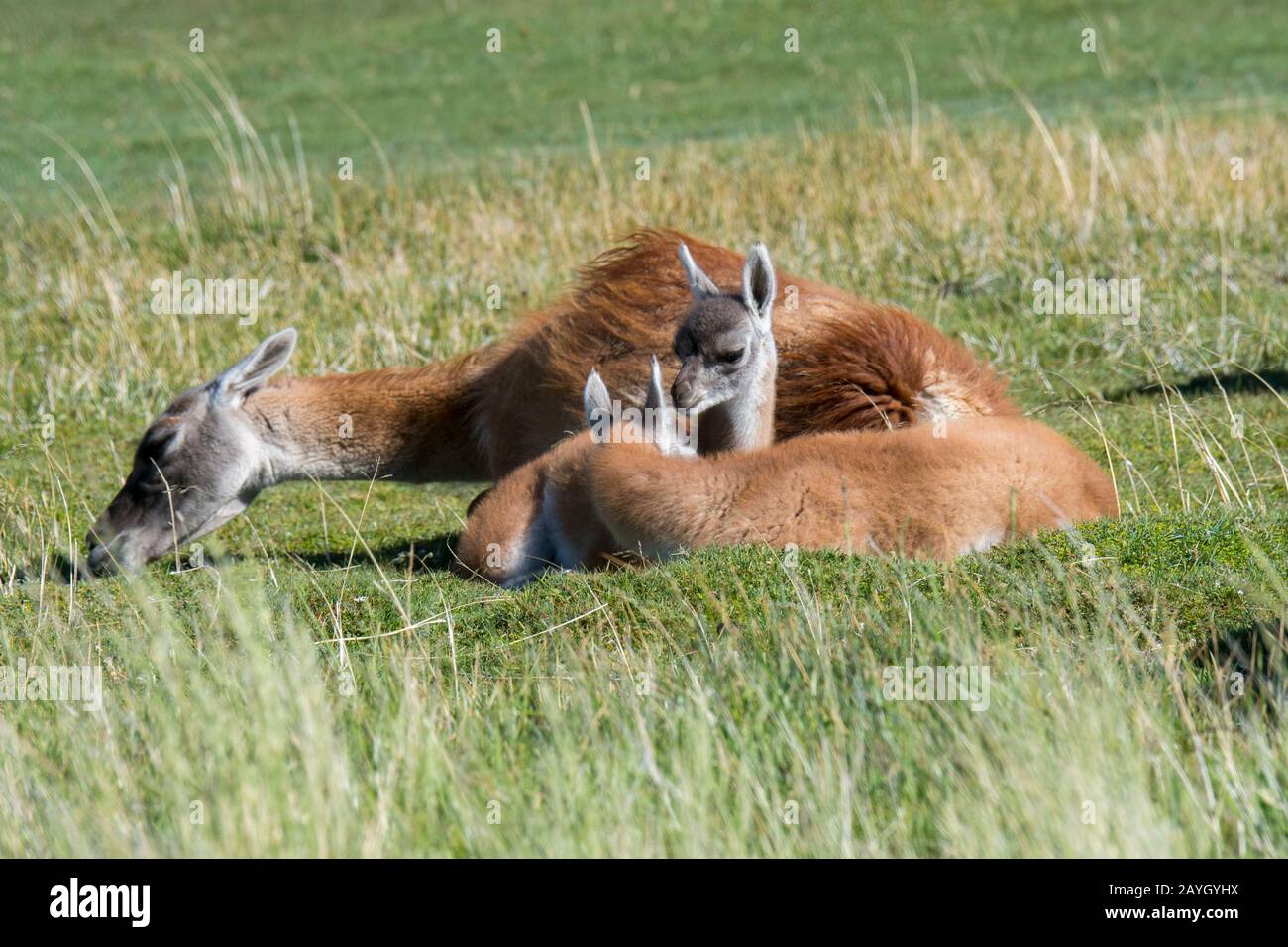 A mother guanaco (Lama guanicoe) with a baby (chulengo) in Torres del ...