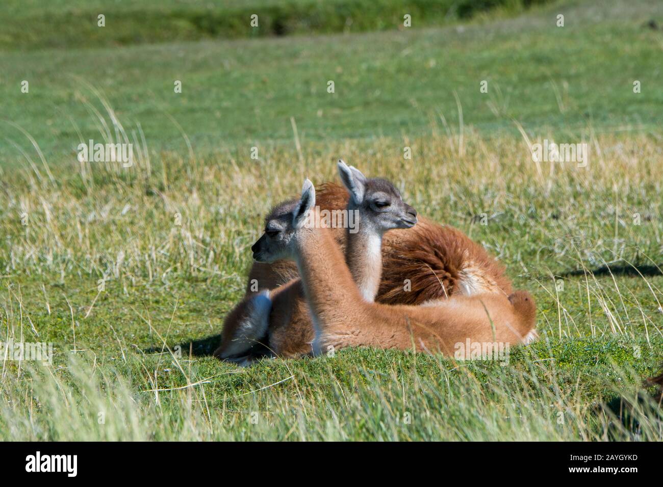 A mother guanaco (Lama guanicoe) with a baby (chulengo) in Torres del ...