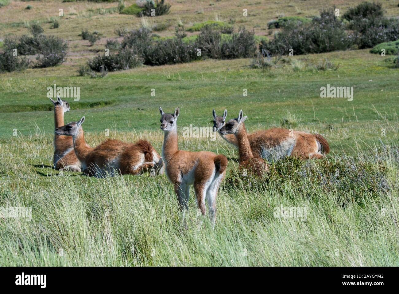 American family group hi-res stock photography and images - Alamy