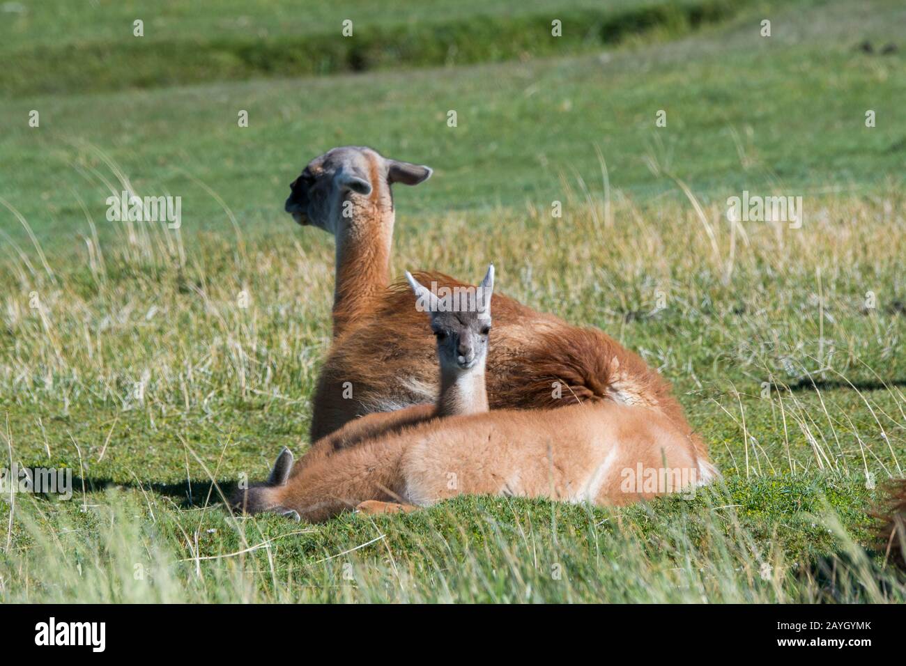 A mother guanaco (Lama guanicoe) with a baby (chulengo) in Torres del ...