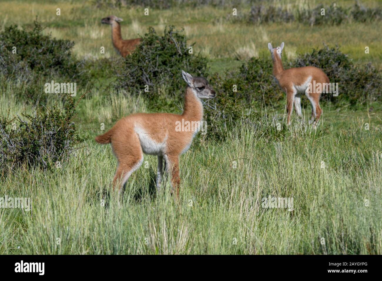 A baby (chulengo) guanaco (Lama guanicoe) in Torres del Paine National ...