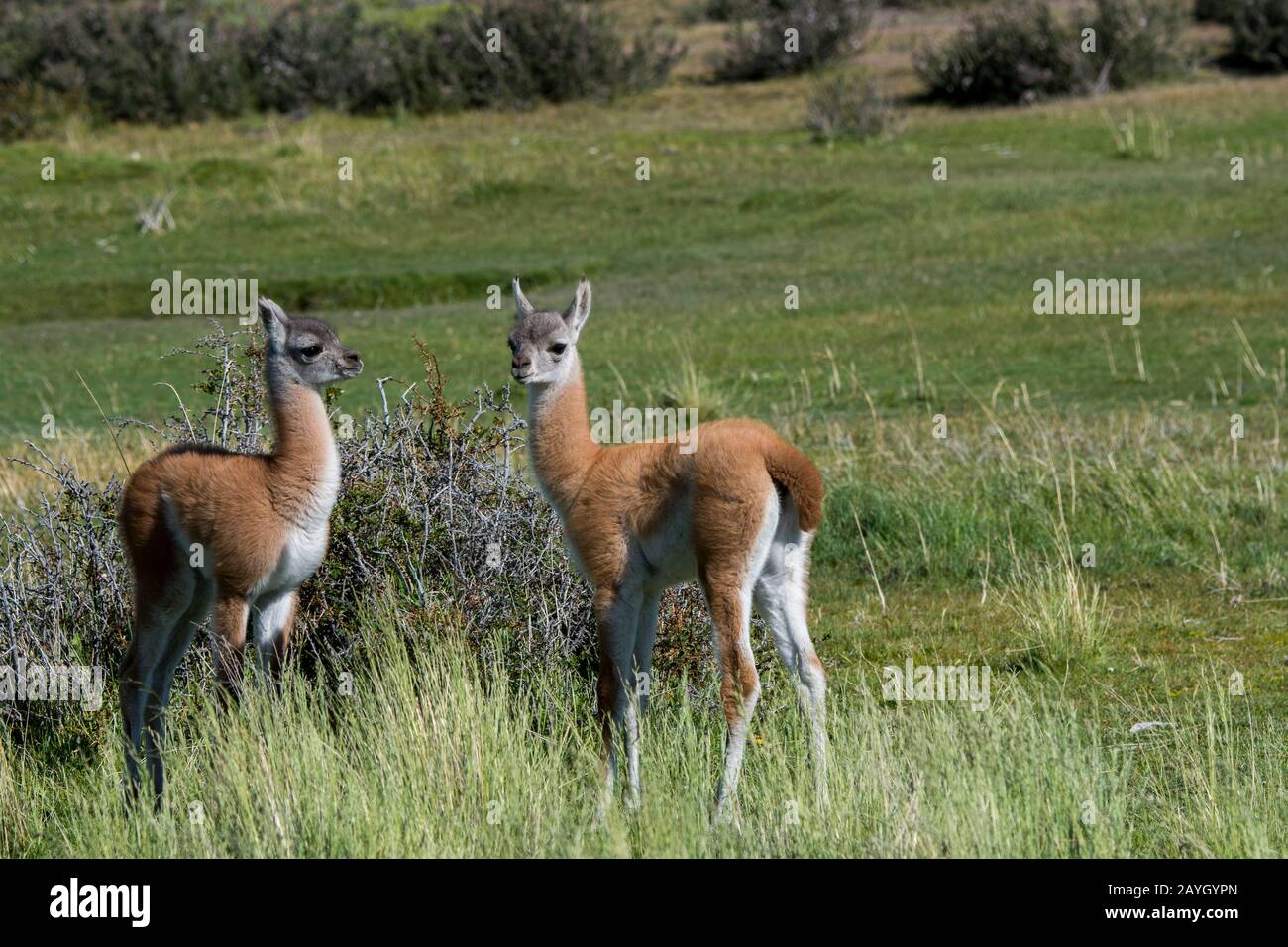 Baby (chulengo) guanacos (Lama guanicoe) in Torres del Paine National ...