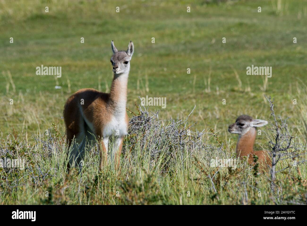 Baby (chulengo) guanacos (Lama guanicoe) in Torres del Paine National ...