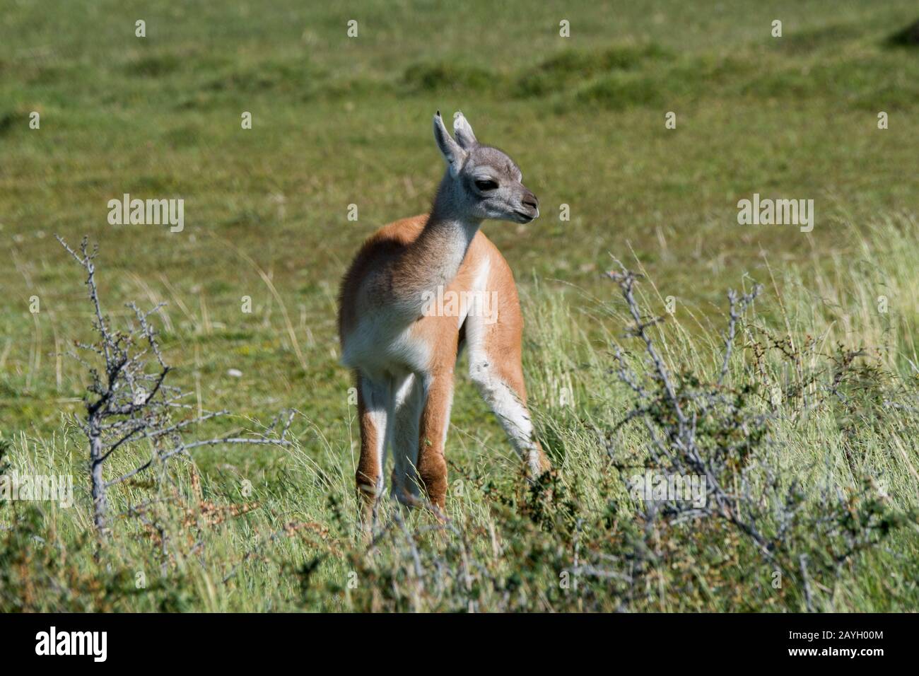 A baby (chulengo) guanaco (Lama guanicoe) in Torres del Paine National ...