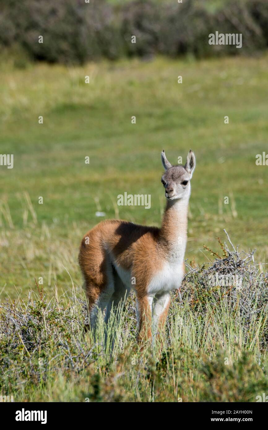 A baby (chulengo) guanaco (Lama guanicoe) in Torres del Paine National ...