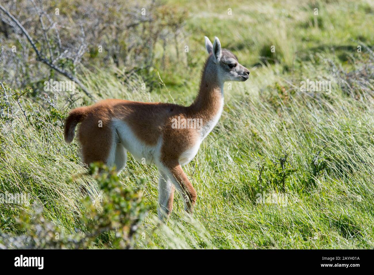 A baby (chulengo) guanaco (Lama guanicoe) in Torres del Paine National ...