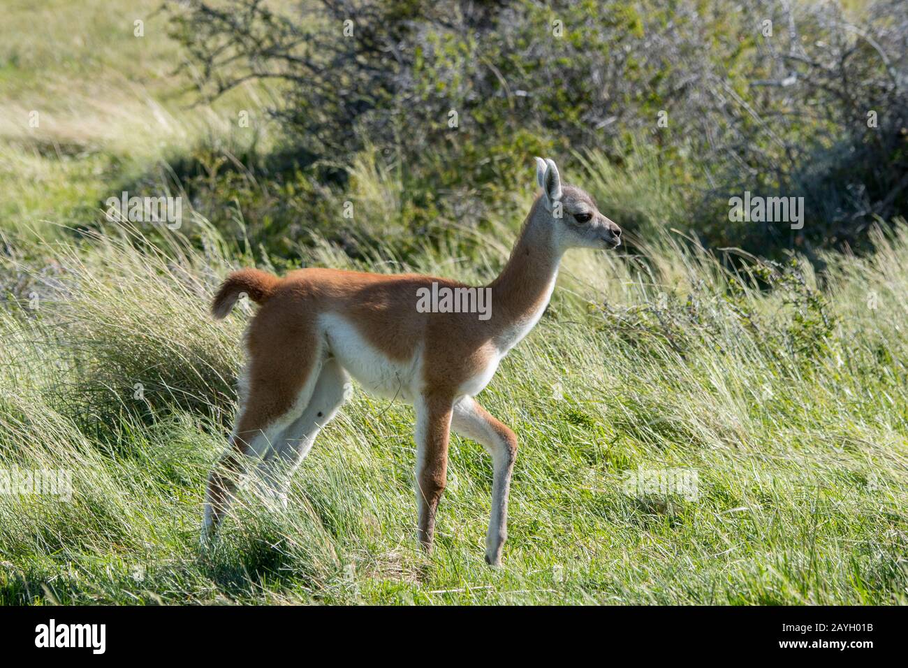 A baby (chulengo) guanaco (Lama guanicoe) is walking through the grass ...