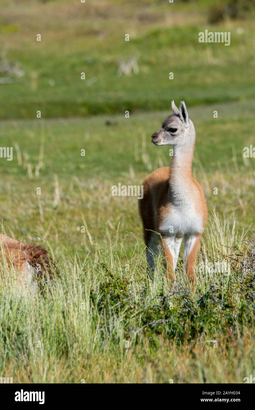 A baby (chulengo) guanaco (Lama guanicoe) in Torres del Paine National ...