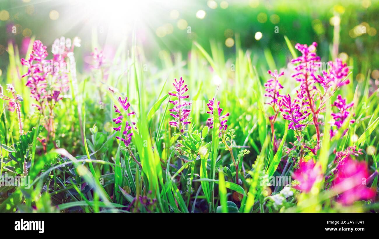 Sring nature background with green grass and flowers Stock Photo - Alamy