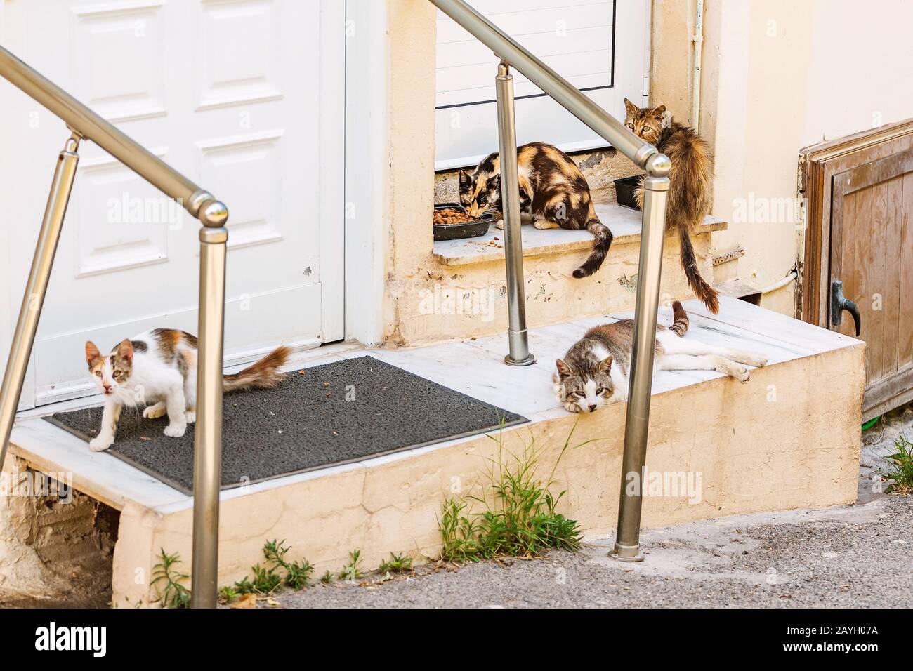 hungry homeless cats spread disease. The concept of care and ...