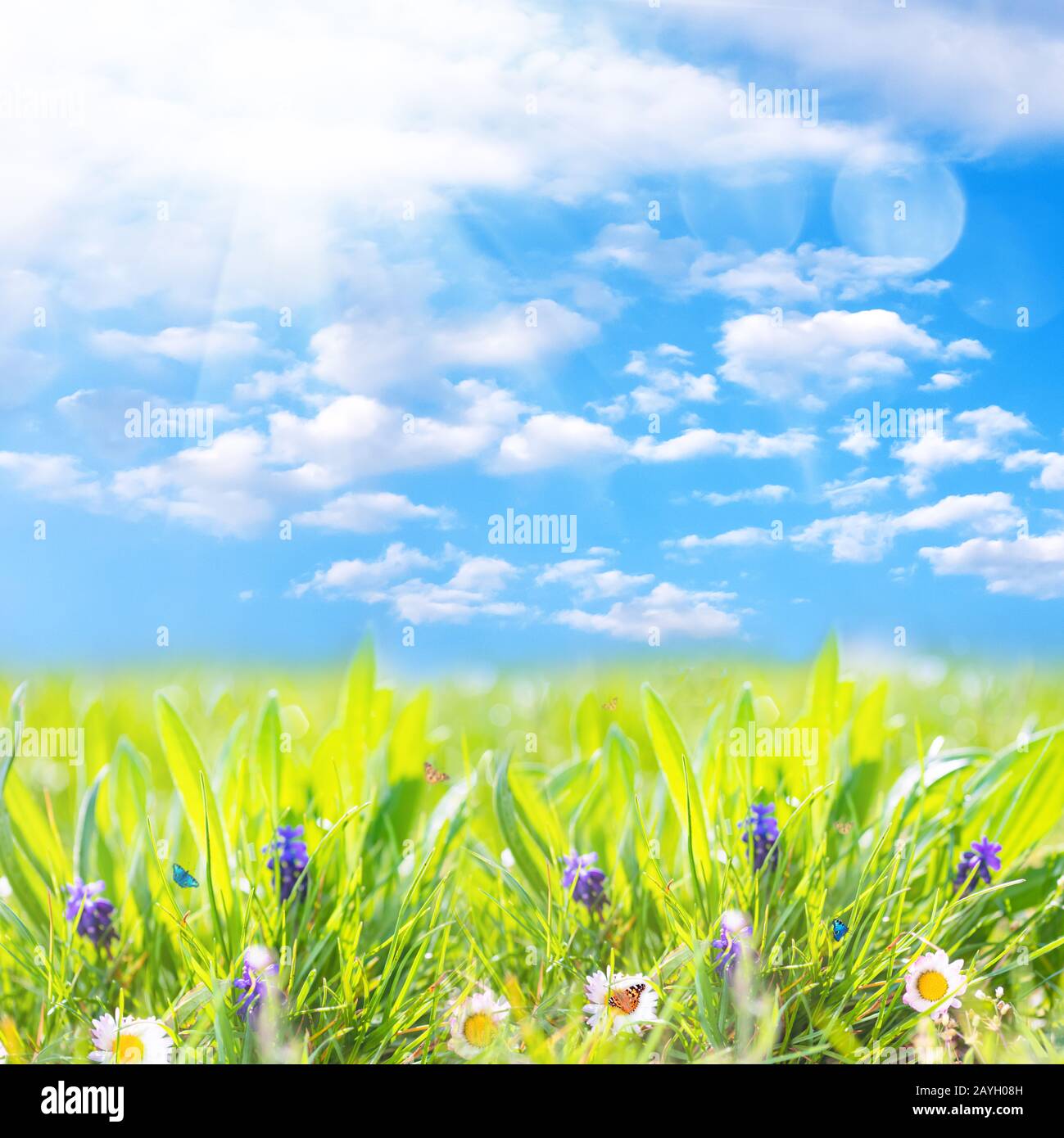 Butterflies flying sky hi-res stock photography and images - Alamy