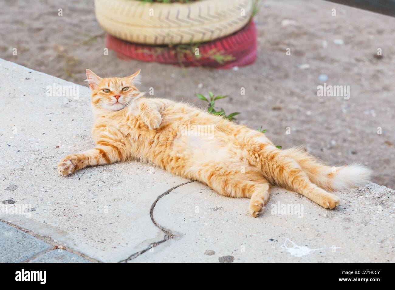 Stray Ginger cat bellyful sleeping outdoors Stock Photo - Alamy