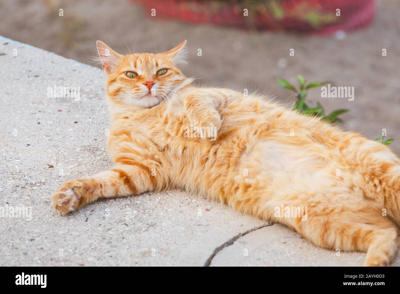 Stray Ginger cat bellyful sleeping outdoors Stock Photo - Alamy