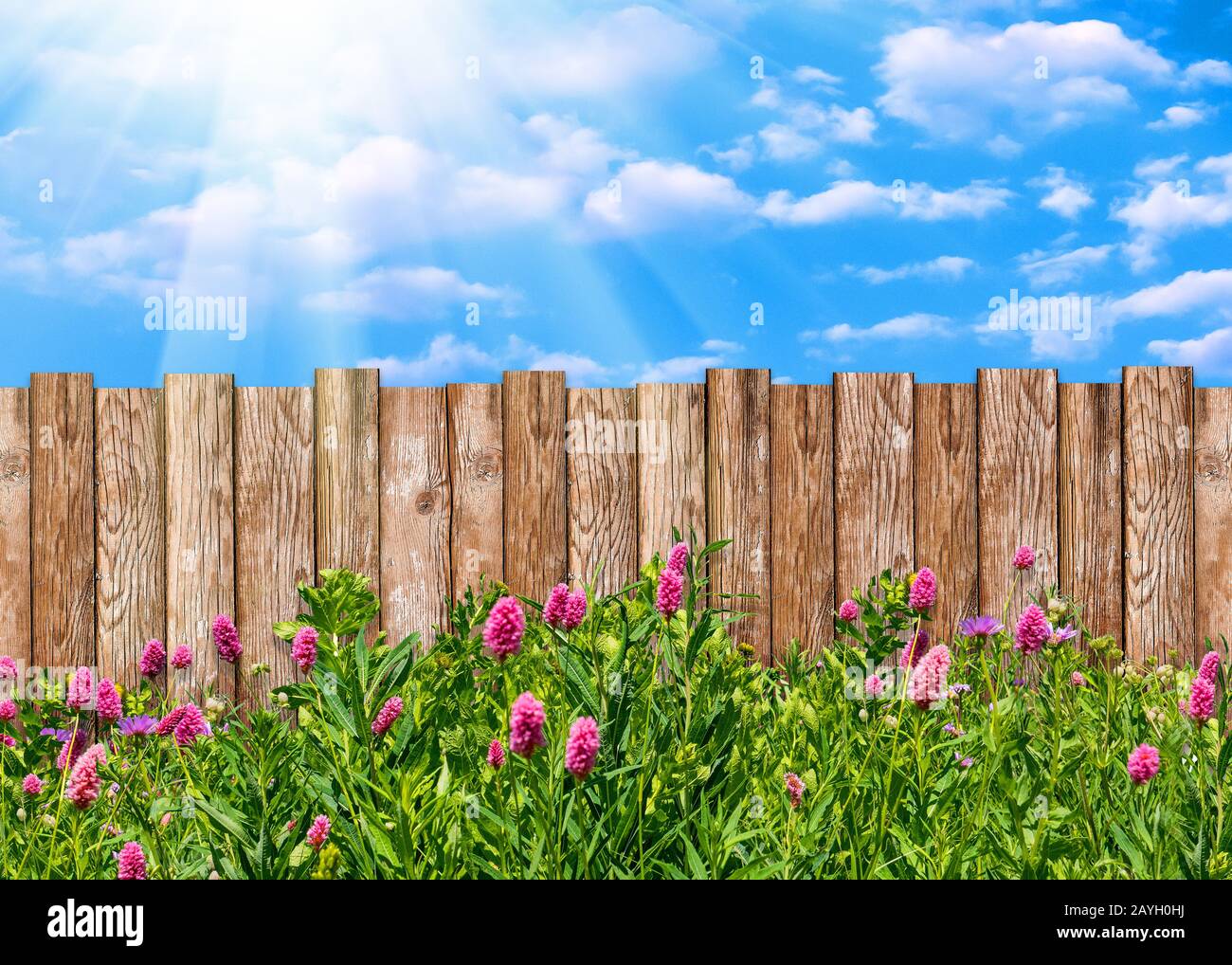 Wooden garden fence at backyard with green grass and flowers in spring ...