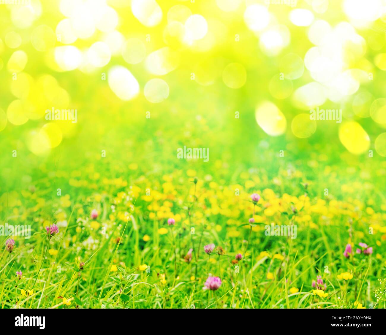 Spring nature background with green grass, wildflowers and bokeh Stock ...
