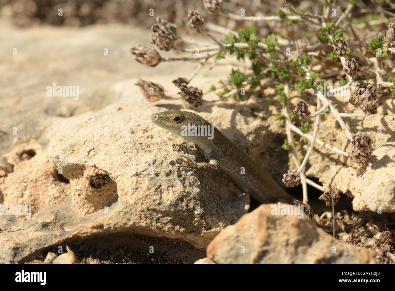 Maltese Wall Lizard or filfola lizard (Podarcis filfolensis) is a ...