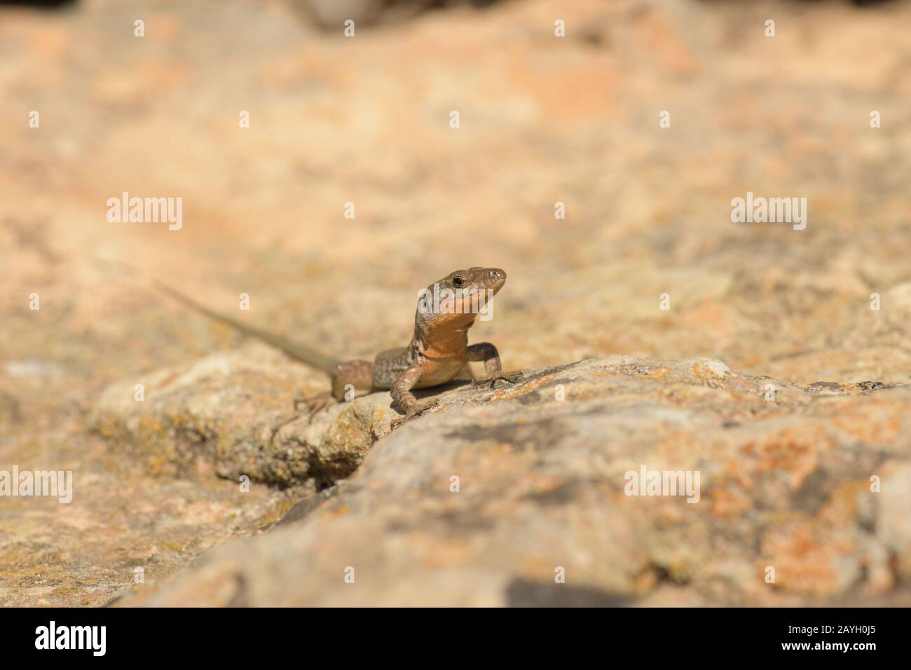 Maltese Wall Lizard or filfola lizard (Podarcis filfolensis) is a ...