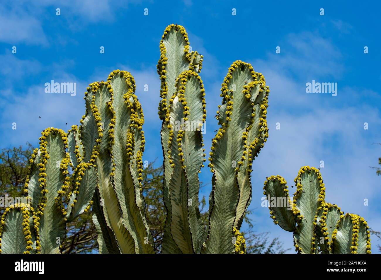 Euphorbiaceae family hi-res stock photography and images - Alamy