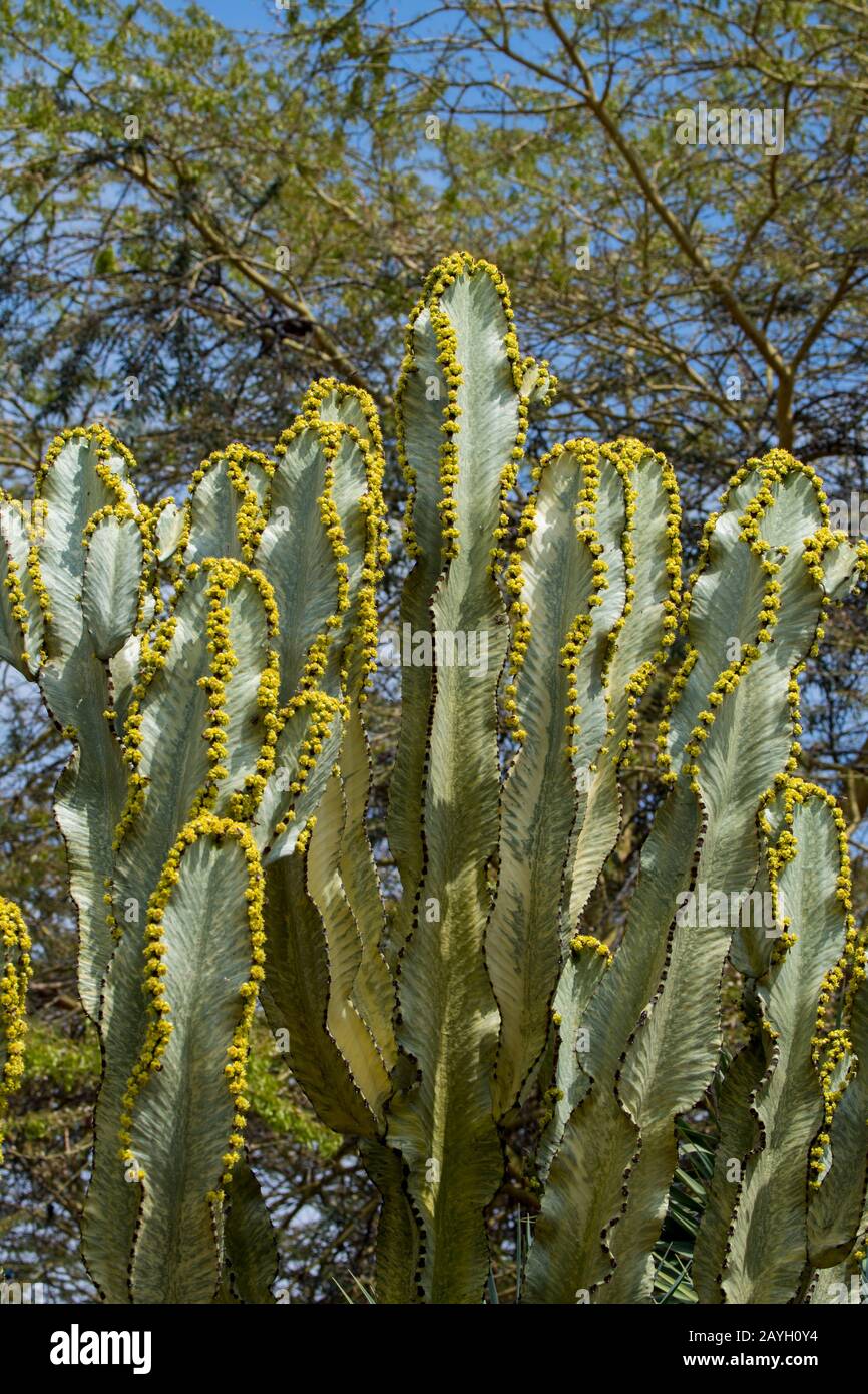 A flowering Euphorbia candelabrum, a succulent species of plant in the ...