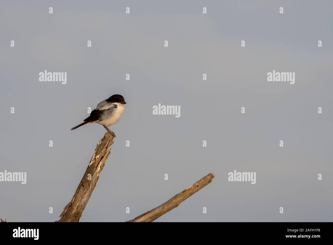 Teita fiscal lanius dorsalis hi-res stock photography and images - Alamy