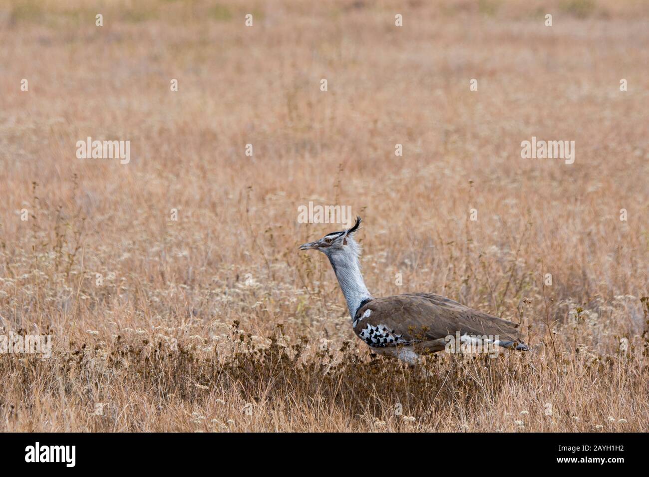 A kori bustard (Ardeotis kori), the largest flying bird native to ...
