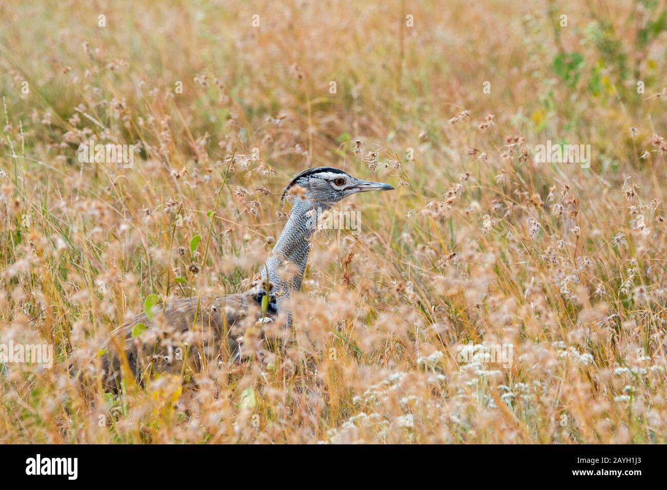 A kori bustard (Ardeotis kori), the largest flying bird native to ...