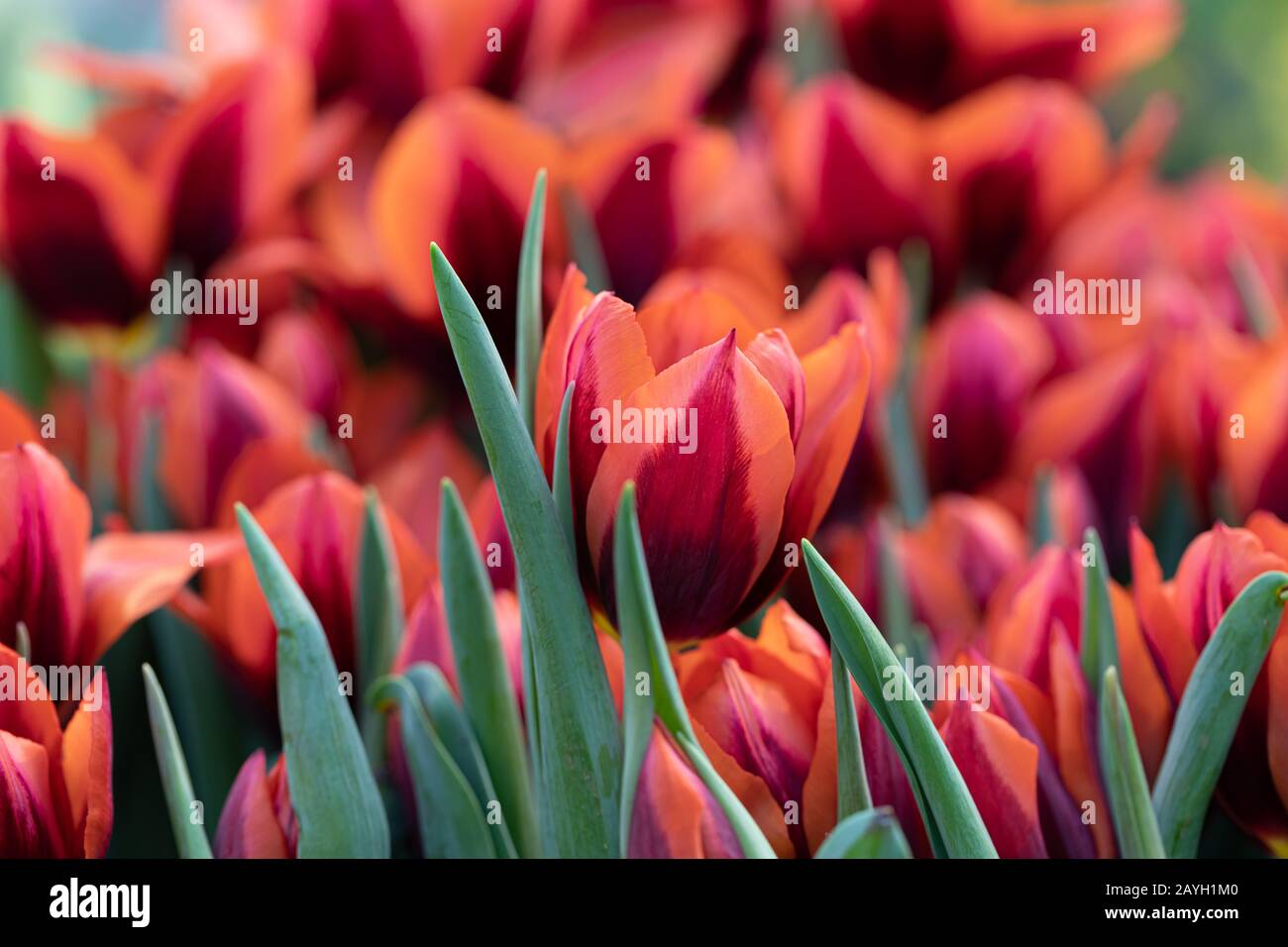 Colorful spring vivid fresh tulips flowerscape background, gardening, March 8, Easter, Mother's ...