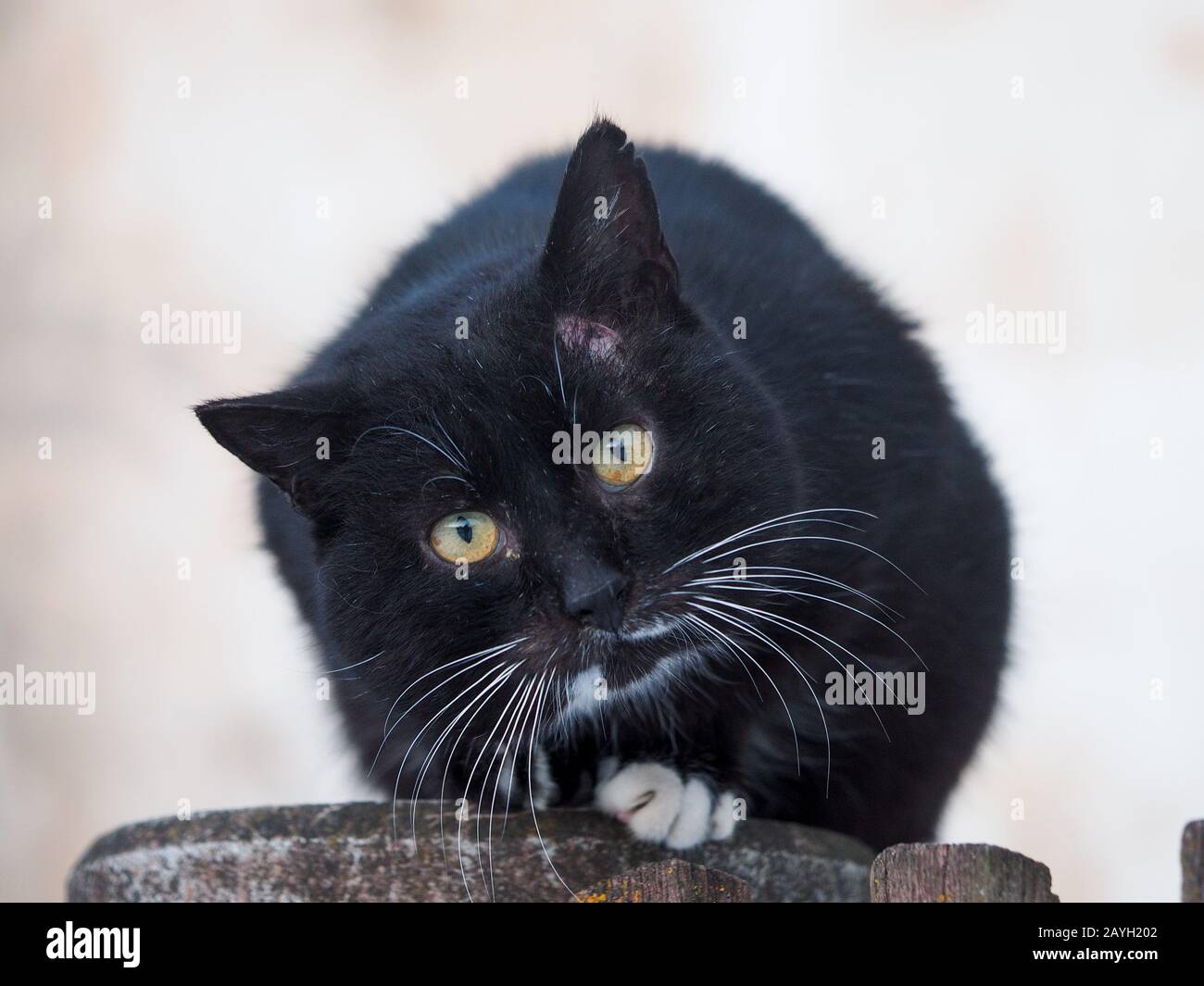 Pleadingly hi-res stock photography and images - Alamy