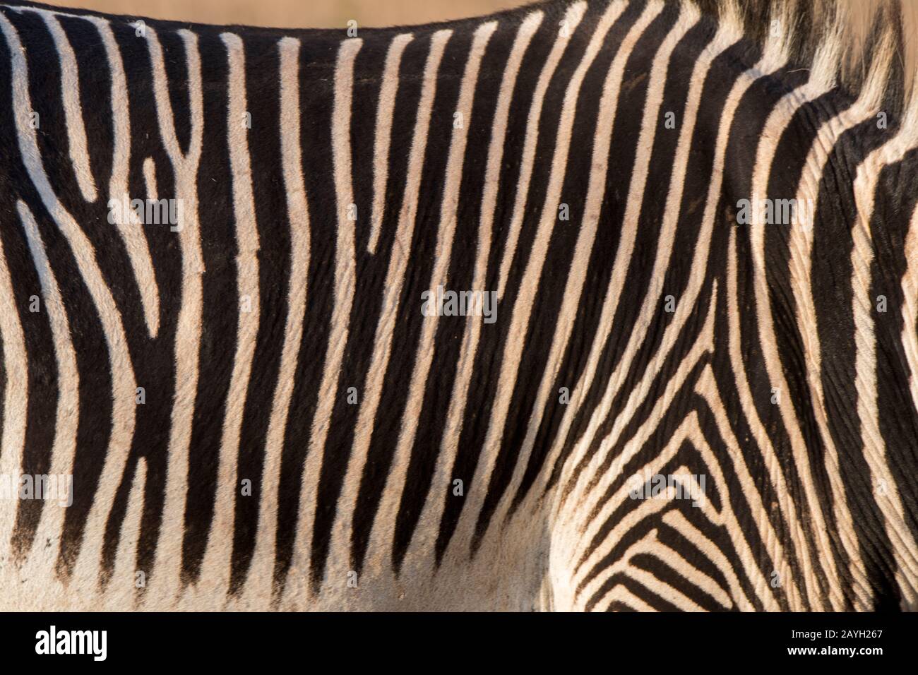 Close-up of the stripes of an endangered Grevy s zebra (Equus grevyi ...