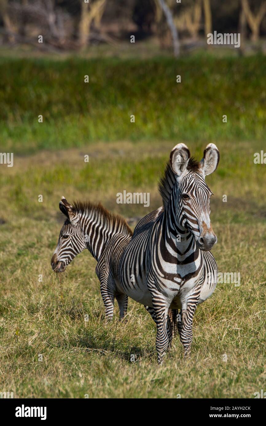 A mother endangered Grevy s zebras (Equus grevyi) and young in the ...