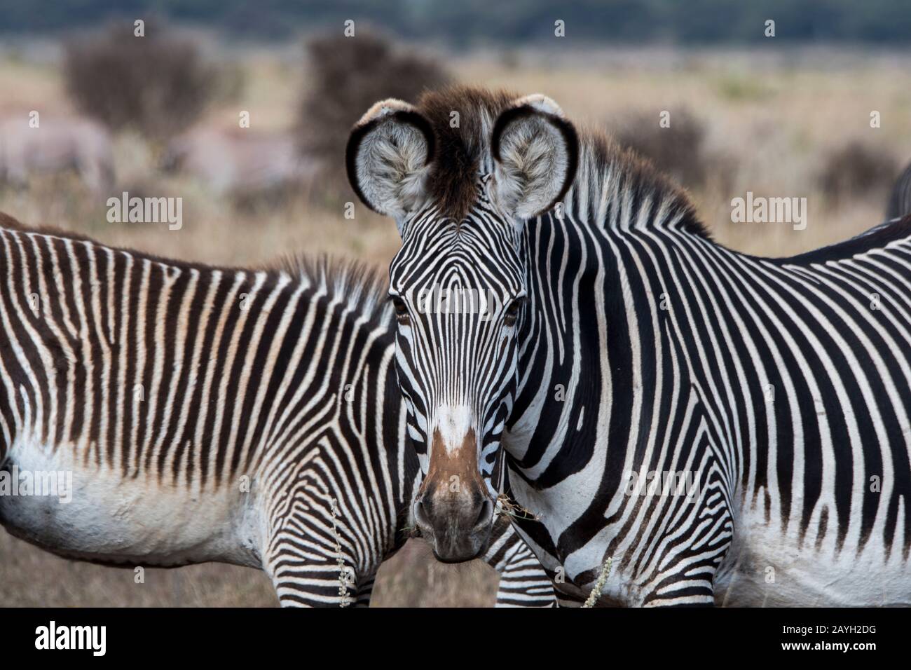 Portrait of an endangered Grevy s zebra (Equus grevyi) in the ...