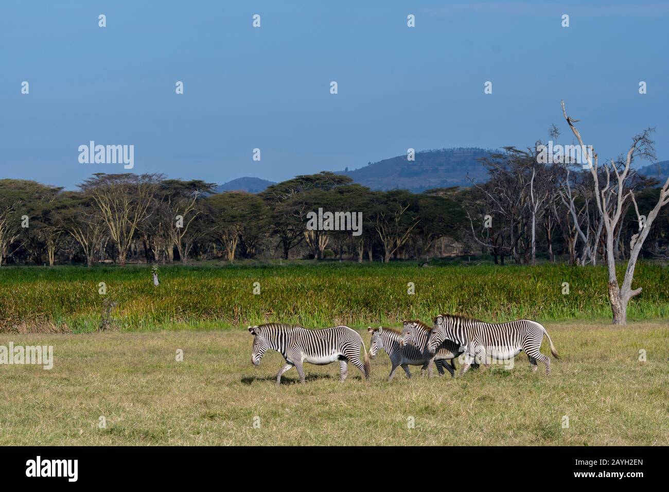 Endangered Grevy s zebras (Equus grevyi) at the Lewa Wildlife ...
