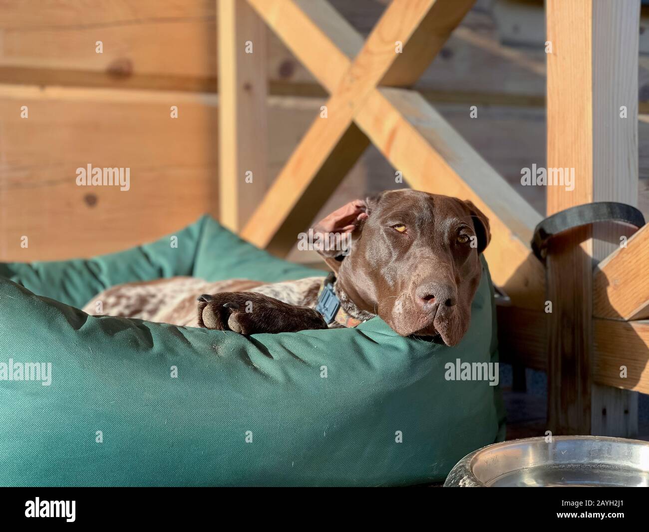 Sleeping dog - German Shorthaired Pointer Stock Photo - Alamy