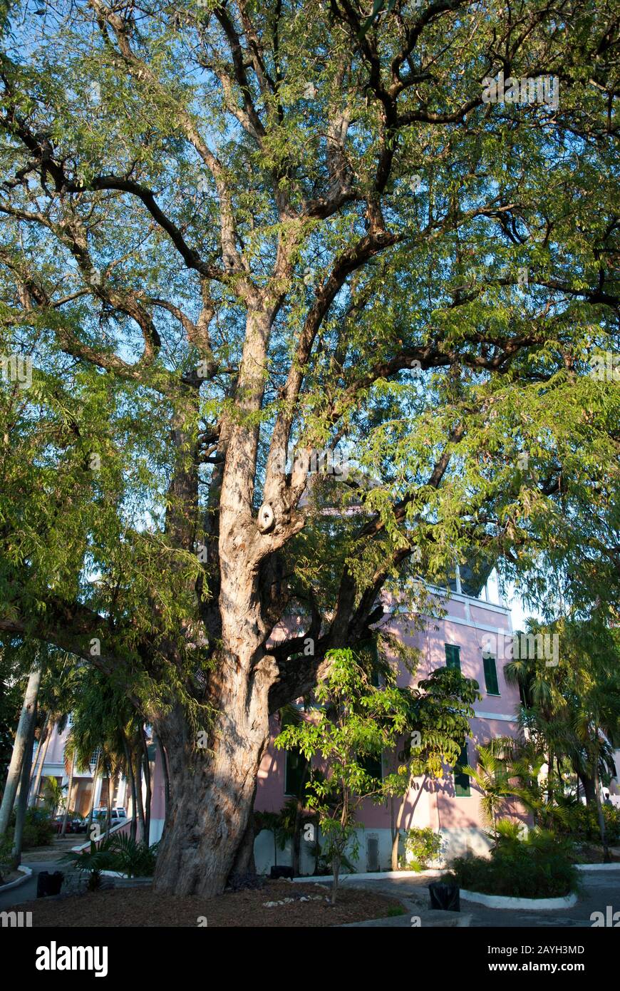 The tree growing near 18th century jail that was converted to the ...