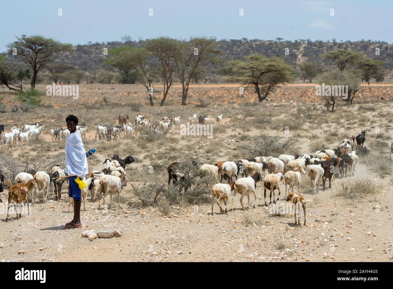 Goats africa boy hi-res stock photography and images - Alamy