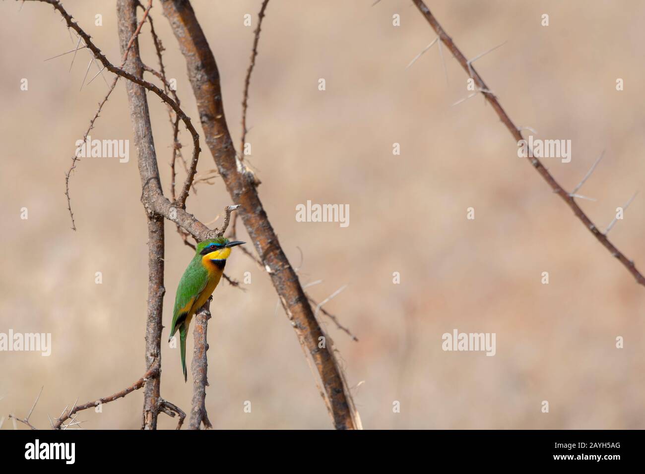 A little bee-eater (Merops pusillus) in the Samburu National Reserve in ...