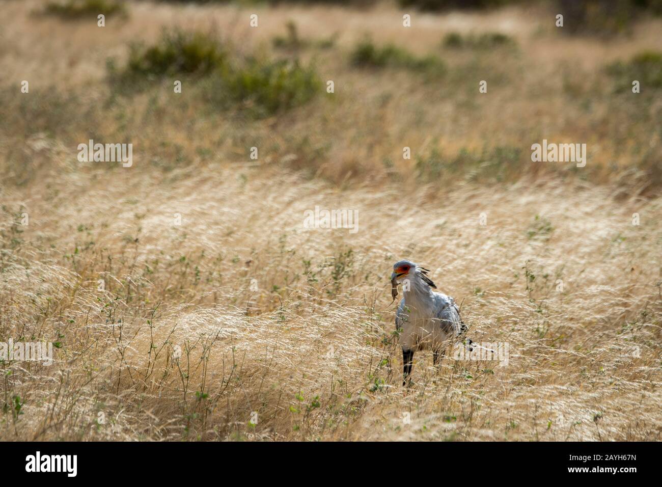 A Secretary bird (Sagittarius serpentarius) with a mouse in the dry ...