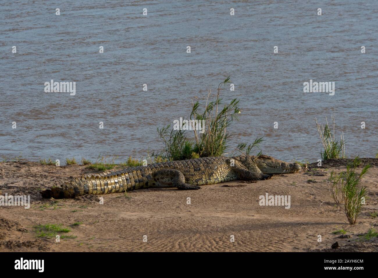 View of a Nile crocodile (Crocodylus niloticus) basking in the sunshine ...